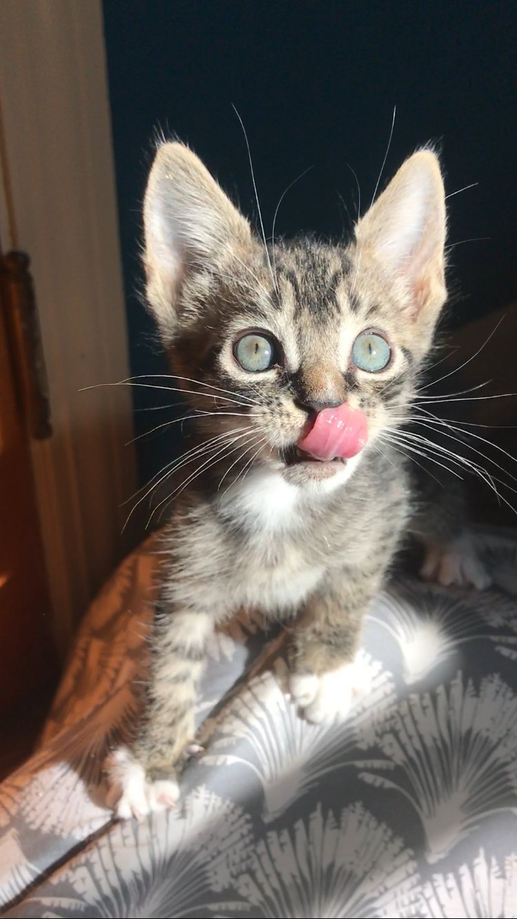 Photos – Rhode Island Kitten Kits