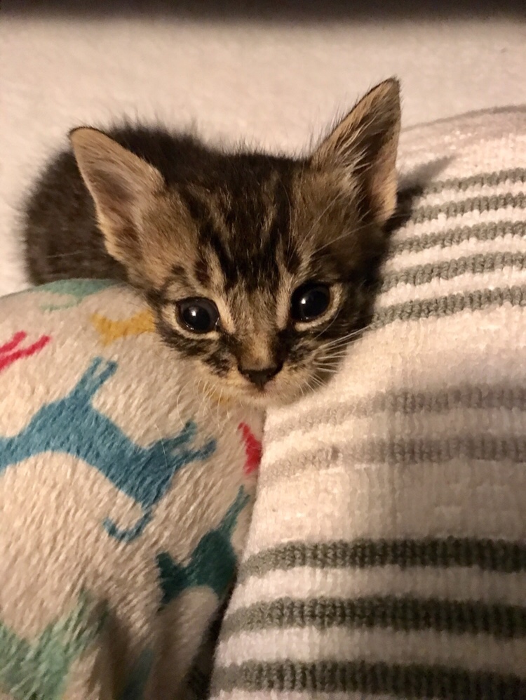 Contact – Rhode Island Kitten Kits