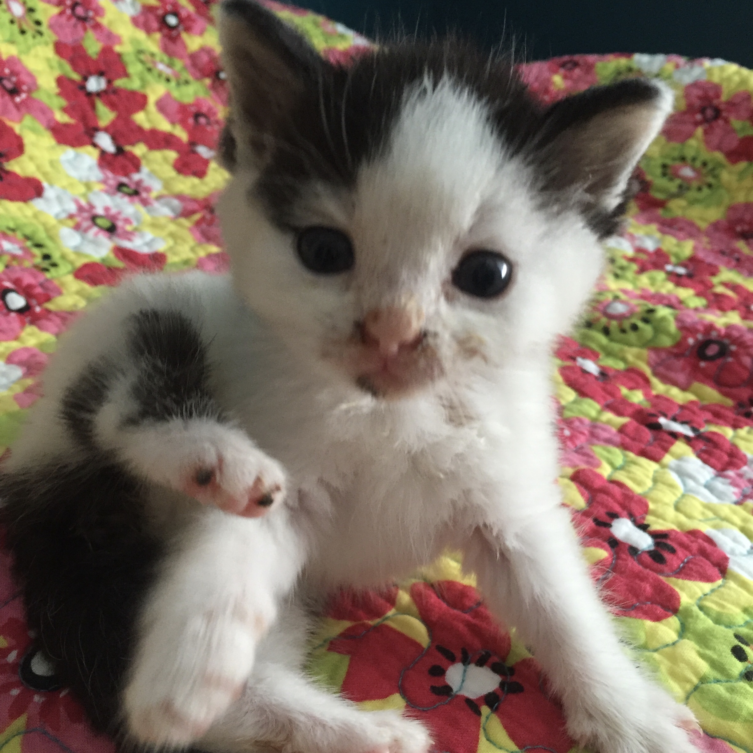 Photos – Rhode Island Kitten Kits